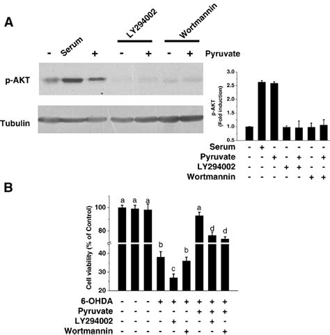 Akt Pathway In Pyruvate Induced Cytoprotection A Pre Treatment With