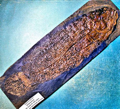 Splendid 25cm Freshwater Fish Cyclurus Keheri With Fine Dentition