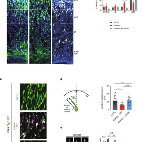 Mad1 Deficiency Leads To Delayed Neuronal Migration In The Developing