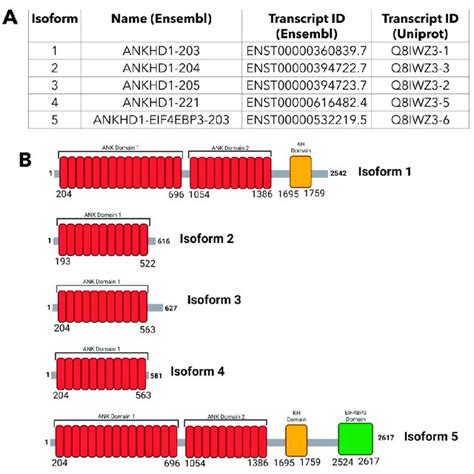 Comparison Of The Isoforms Of Ankhd1 A Details Of The Main Five Download Scientific Diagram