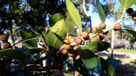 Ficus Microcarpa Nitida Trees Sa