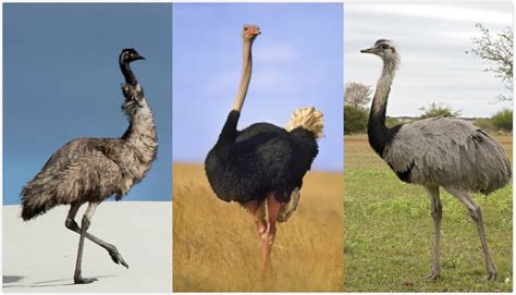 The Greater Rhea Model Doesnt Represent Rhea Anatomy Frontier Forums
