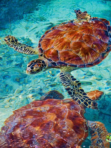 Rtw In 30 Days The Book Tortue De Mer Créatures Des Océans Tortue