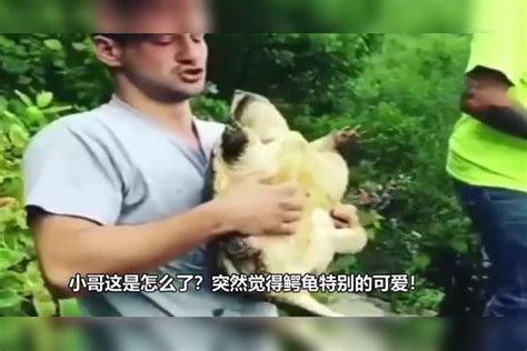 鳄龟给了小哥一个吻，画面引起极度舒适！忍住别笑！（1） 画面