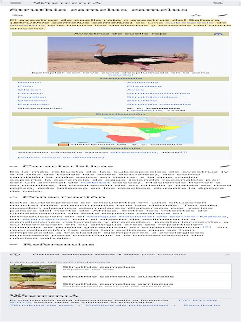 Struthio Camelus Camelus Wikipedia La Enciclopedia Libre Pdf