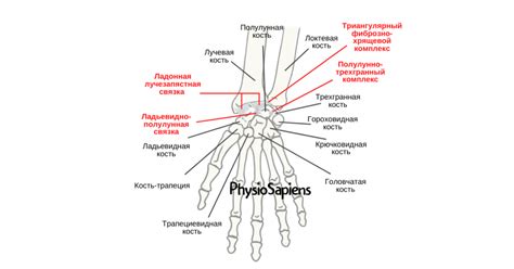 Растяжение запястья - KinesioPro