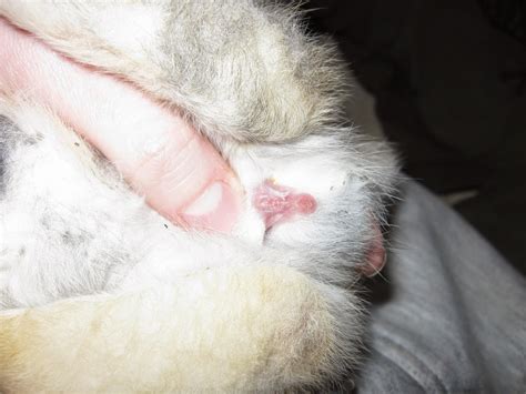 Hendricks Hearth GRAPHIC How To Tell Sex Identify Gender In Rabbit Kits