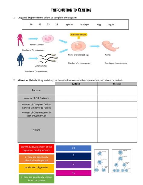 Intro To Genetics Worksheet Live Worksheets Worksheets Library