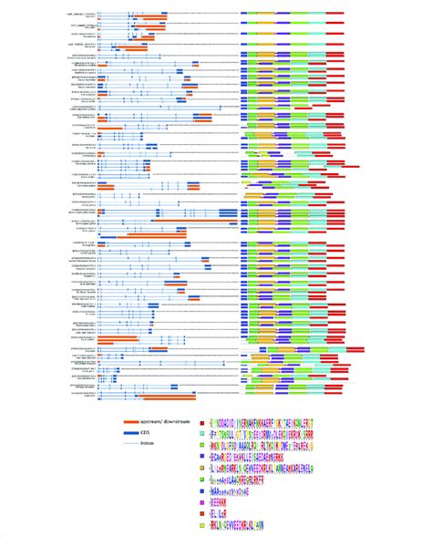 Summary Of Splice Isoforms Of The Animal Syf2 Gene Transcript Isoforms