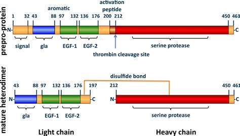 Protein C Function At Evelyn Hampton Blog