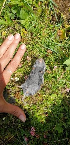 Observations By Chiara Paniccia · Inaturalist