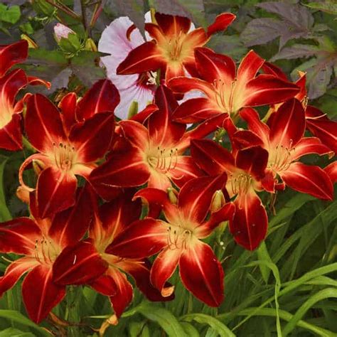 Ruby Spider Daylily 1 Gallon Container Grimms Gardens