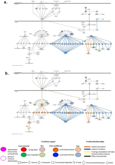 Diagram Of P53 Signaling Pathway With Overlaid Molecular Activity