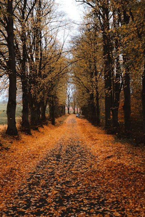 10월 가을 가을 사진 가을 색 가을 숲 가을 시즌 가을 여행 가을 풍경 경치 좋은 도로 계절 고립된 고요한 고요함 굴곡 도로 길 나무 나뭇잎