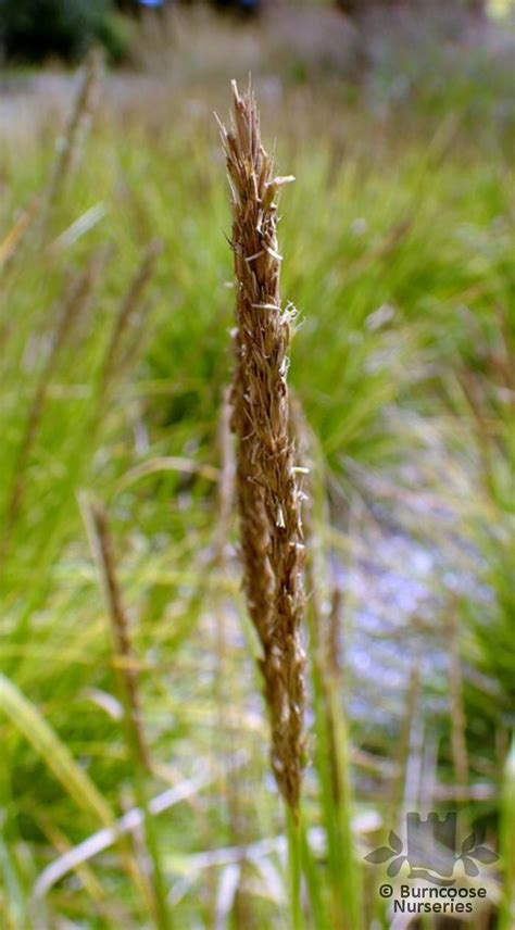 Sesleria Autumnalis From Burncoose Nurseries