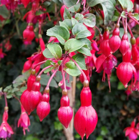 මල් පොකුරු පොකුරු