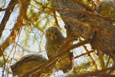 Devopschat Articles Wso2s Platform Widens Scope Of Api Management