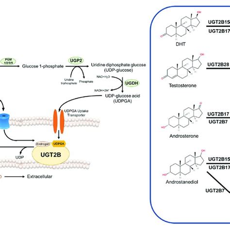 Glucuronidation And Androgen Catabolism Hk1 Hexokinase 1 Pgm Glucose Download Scientific