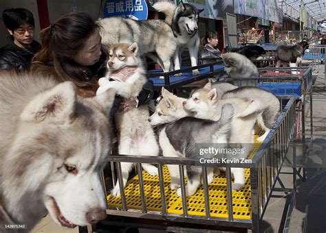 A Dog Shop Owner Clears Fur Of Her Husky Dogs At Tongzhou Dog Market