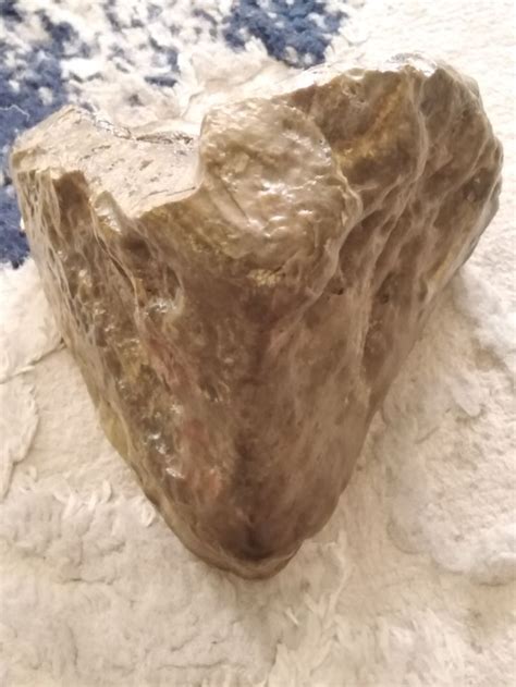 Great Flood Fossils Discovery