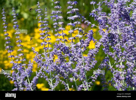 Perovskia Blue Spire Hi Res Stock Photography And Images Alamy