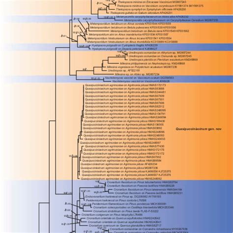 Bayesian 50 Majority Rule Consensus Tree Based On Concatenated Data Of