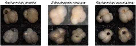 Imaging Details And Classification Challenges Microscopic Imaging Of Download Scientific