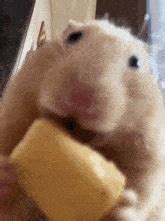 Hamster Eating S Tenor