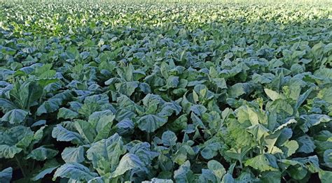 ကျွန်းလှမြို့နယ်၌ စားဖိုဆောင်သီးနှံ ဧက ၈၀၀ ကျော်စိုက်ပျိုးပြီးစီး