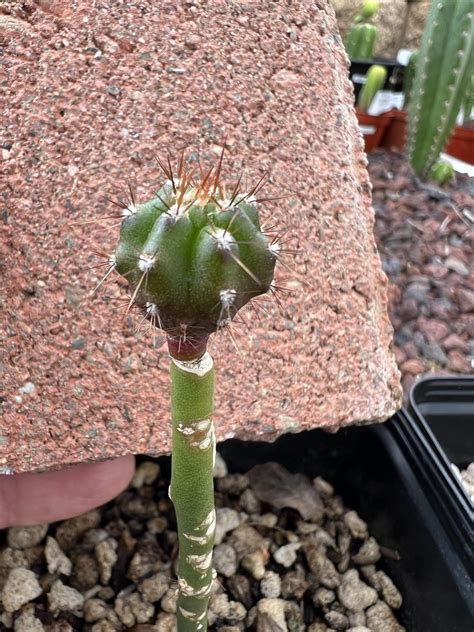 The Good Bad And Ugly Im Trying Rgraftingplants