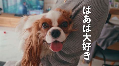 大好きなばあばをもみくちゃにした後満足気なキャバリア犬がこちらです YouTube