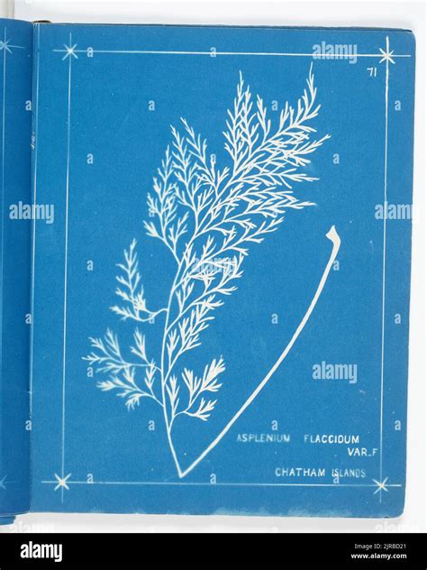 Asplenium Flaccidum Var F Chatham Islands From The Album New