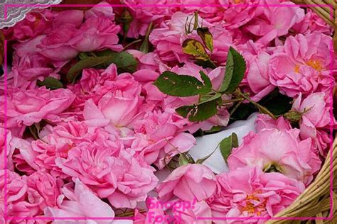 معرفی گل محمدی ویژگی‌ها، نیازها و تکثیر مجله اسنپ فود