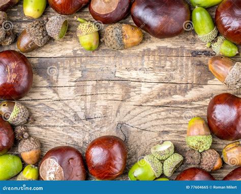 Chestnut And Acorn Framework Stock Image Image Of Plank Husk 77604665