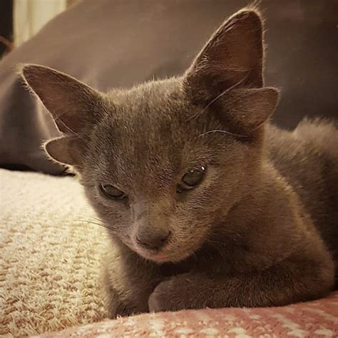Cat Born With Four Ears Finds Her Forever Home 9gag