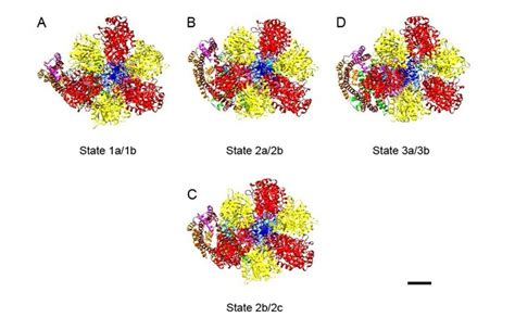 Figures And Data In Structure And Conformational States Of The Bovine Mitochondrial Atp Synthase