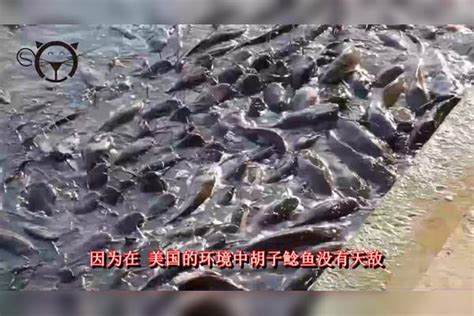 美国这次聪明了学习了中国的这一招以后再也不怕物种泛滥了