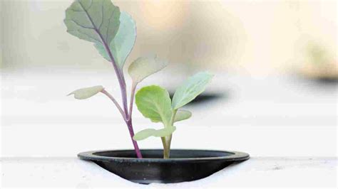 2 Plant Hydroponic System Hydro Green Space