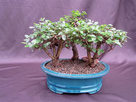 Chinese Elm Bonsai Tree 3 Tree Forest Planting