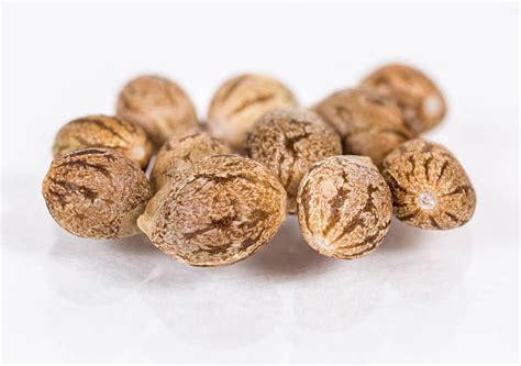 The Different Types Of Cannabis Seeds And What To Expect From Them
