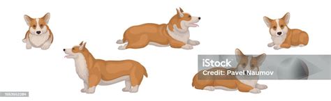 다른 포즈의 짧은 다리를 가진 웨일스 어 코기 개 벡터 세트 개에 대한 스톡 벡터 아트 및 기타 이미지 개 누워있기 앉음