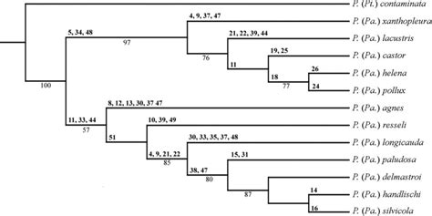 The Maximum Parsimonious Tree Based On 53 Morphological Characters The Download Scientific