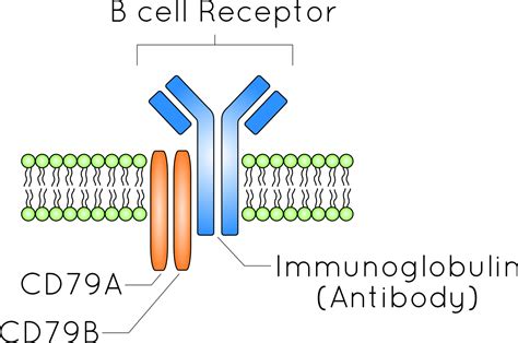 B Cell Receptor Wikipedia