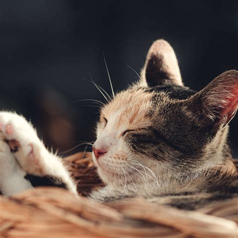 when it s time to give rest a rest programming tech brief by