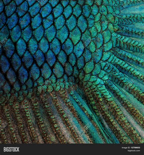 Close On Fish Skin Image And Photo Free Trial Bigstock