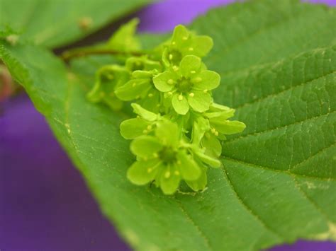 The Mystery Of The Sex Changing Striped Maple Trees Smithsonian