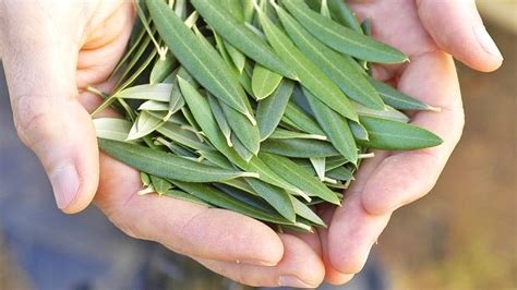 Extractul Din Frunze De Maslin Beneficii Si Dozaj Organics Food
