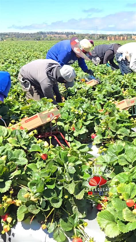 Puros Campeones En El Campo De Fresas 🍓 Strawberry Vidadelcampo