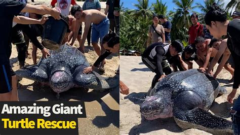 People Help Giant Leatherback Sea Turtle Crawl Back Into The Sea Sea