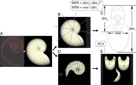 A Ct Scanning Segmentation And Export Of 3d Files The 2d Image Was